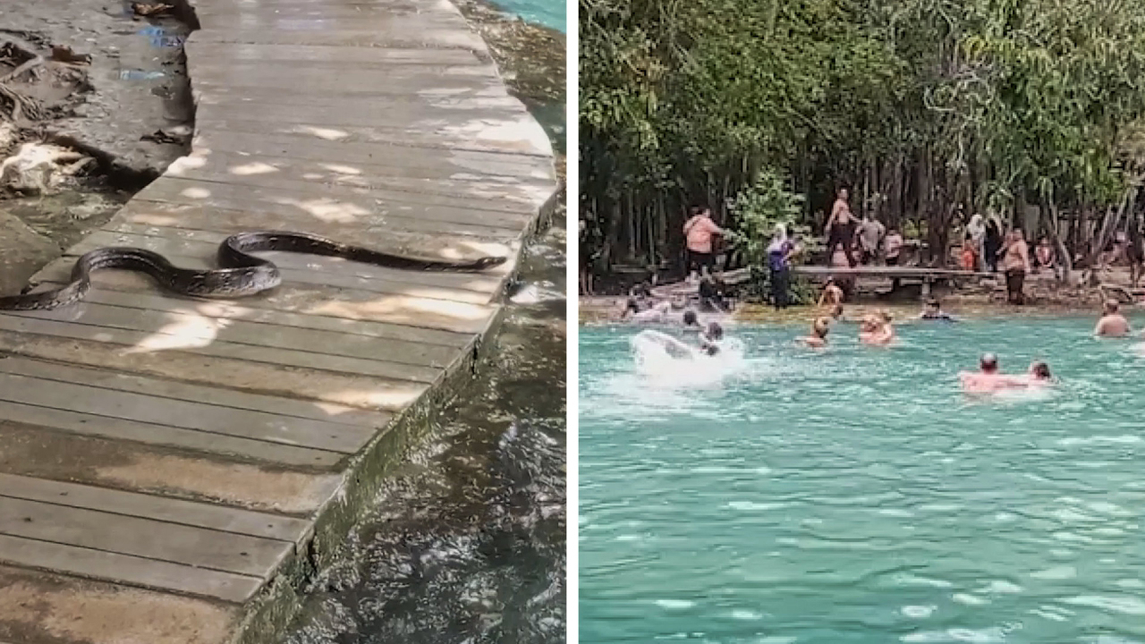 Krabi un python sème la panique à Emerald Pool - Ma Thailande
